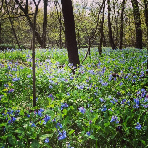 Poetry Friday: Children, It’s Spring, by Mary Oliver – covered in flour
